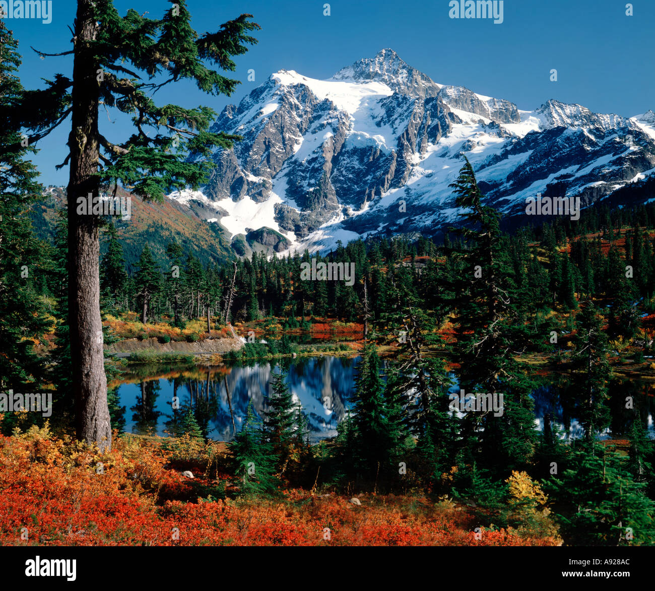 Picture Lake and Mount Shuksan Washington with fall color The mountain ...