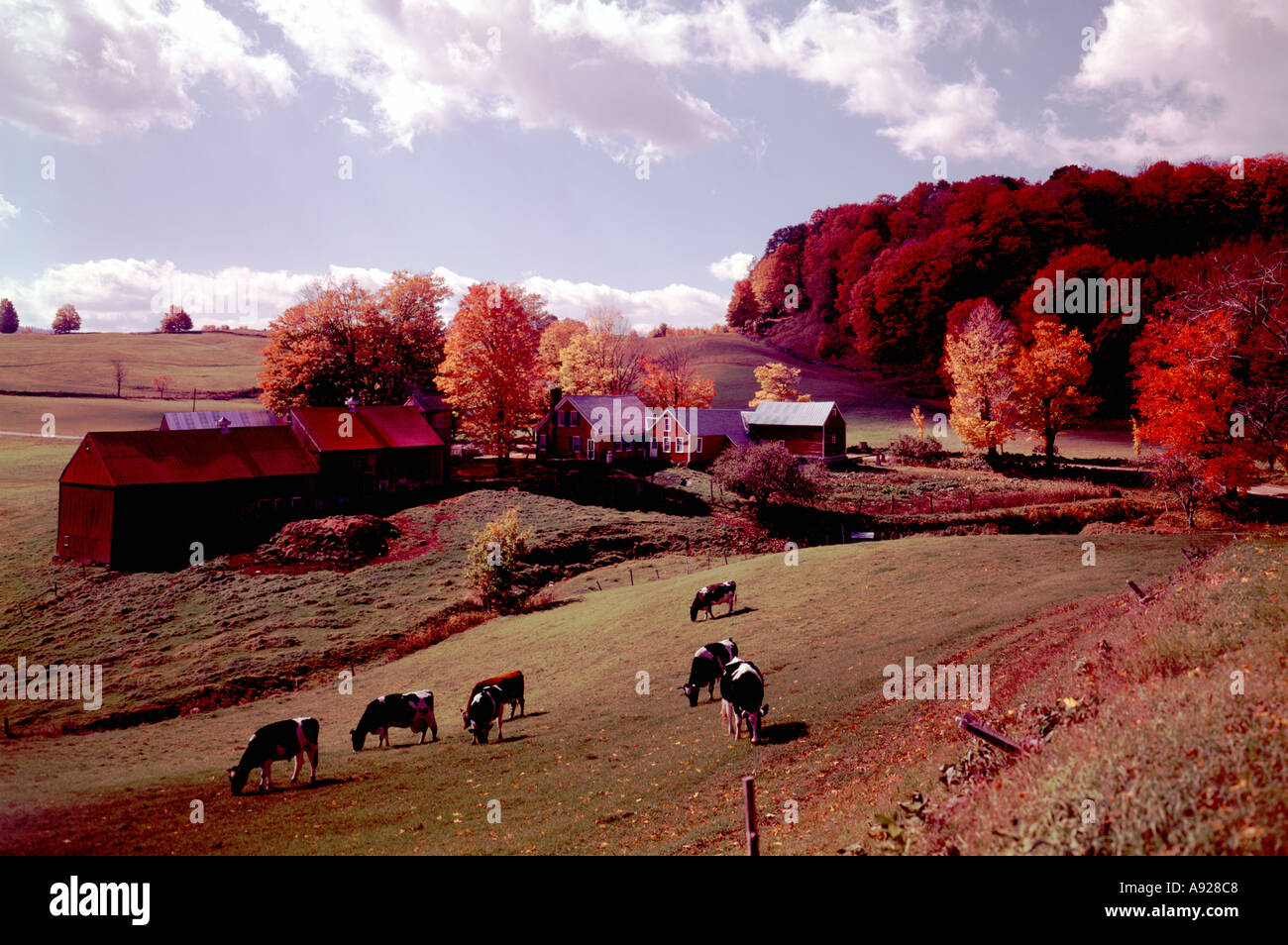Farm near Reading Vermont with fall color Stock Photo - Alamy