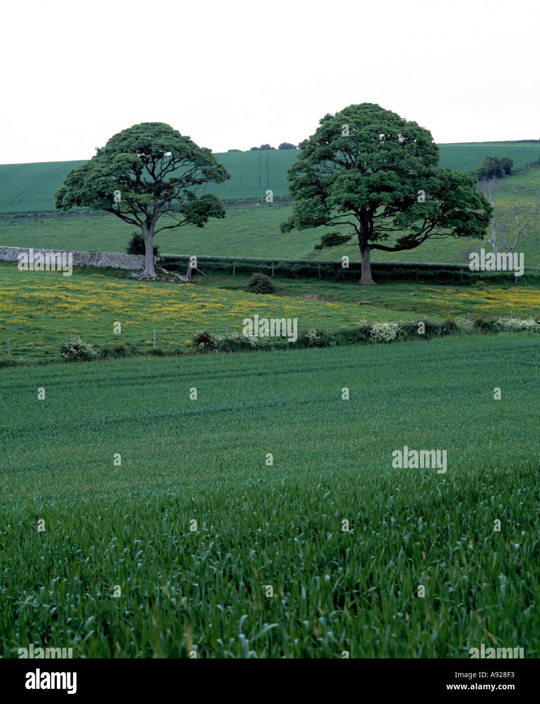 Crops growing in field beside meadow with two large trees in English ...
