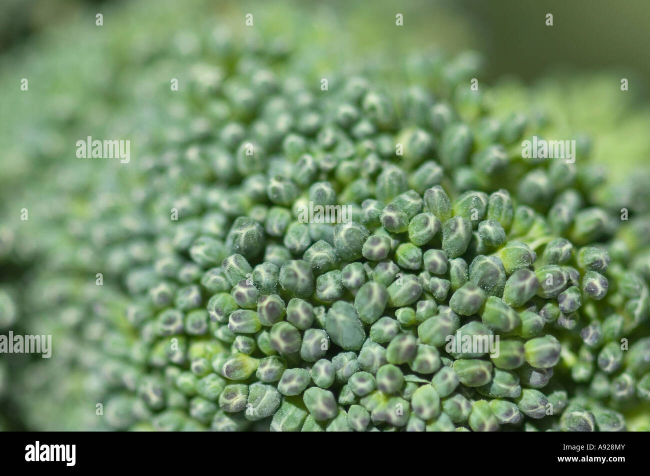 Brocolli head hi-res stock photography and images - Alamy