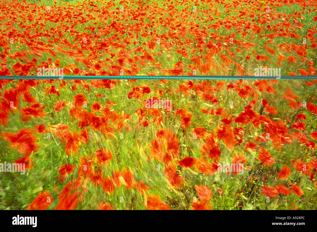 Poppy flowers blowing in wind hi-res stock photography and images - Alamy
