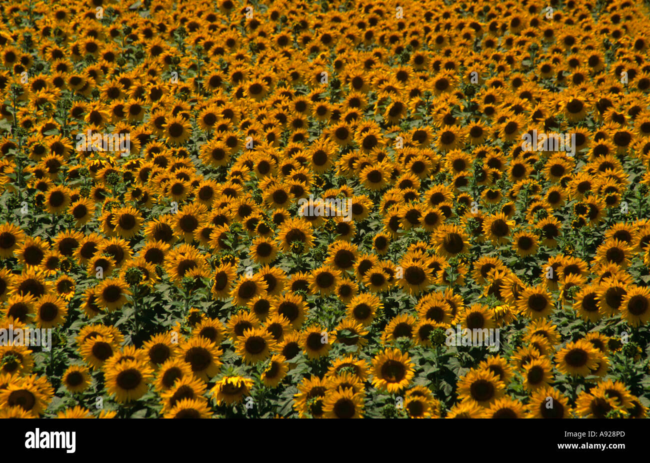 Field of yellow sunflowers Stock Photo - Alamy