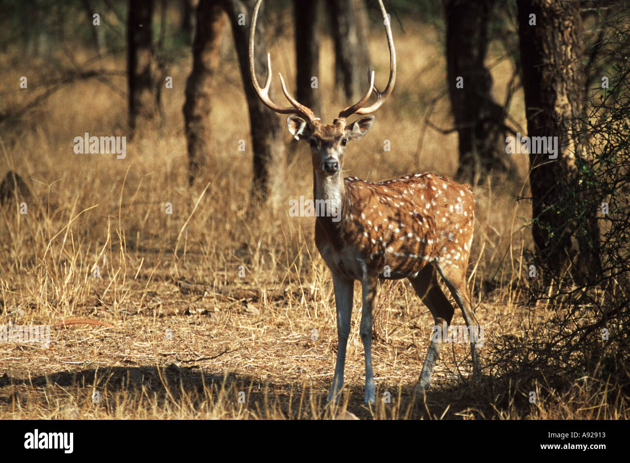 Chital Deer Stag Axis axis Ranthambore National Park India Stock Photo ...