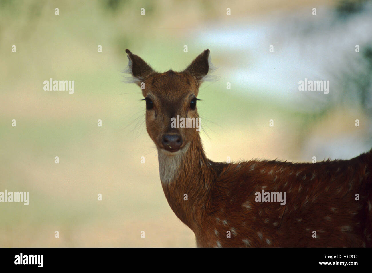 Chital Deer Fawn Axis axis Bandhavgarh National Park India Stock Photo ...