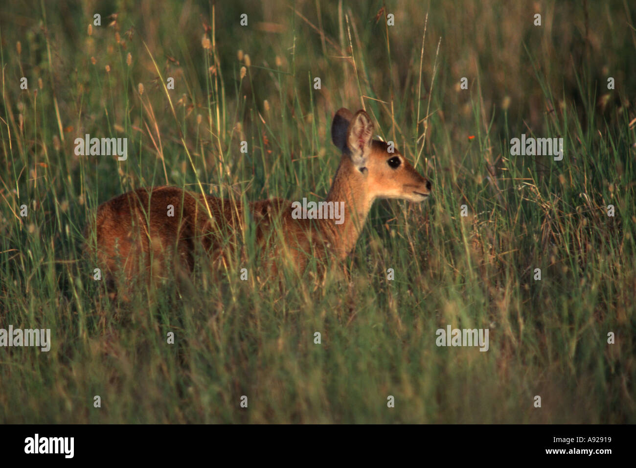 Female Reedbuck Redunca arundinum Serengeti Tanzania Stock Photo - Alamy