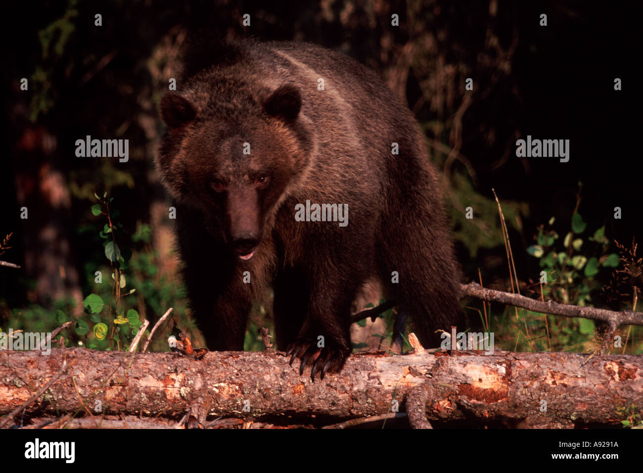 Grizzly Bear Ursus arctos Climbing over Log Montana Stock Photo - Alamy
