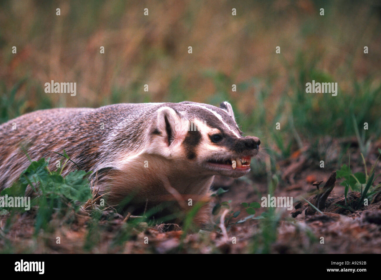 American Badger Taxidea taxus Montana Stock Photo - Alamy