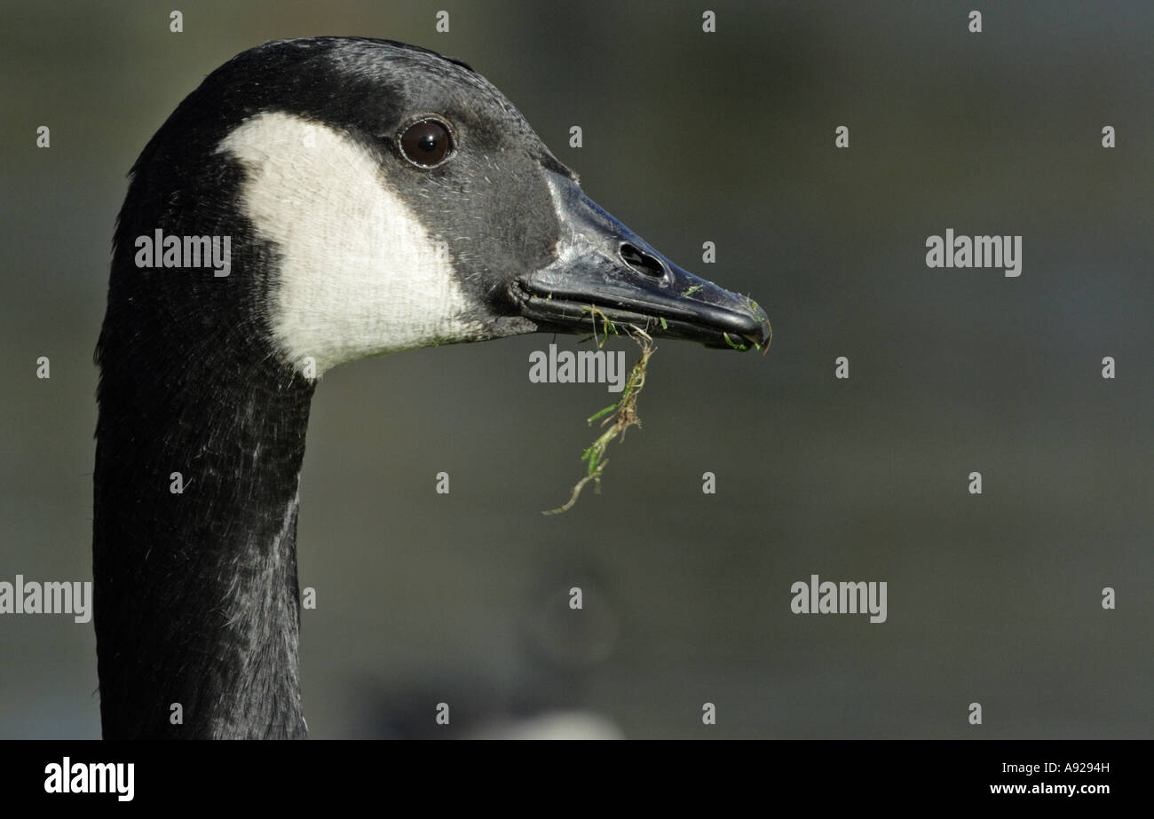 Canada goose staring hi-res stock photography and images - Alamy