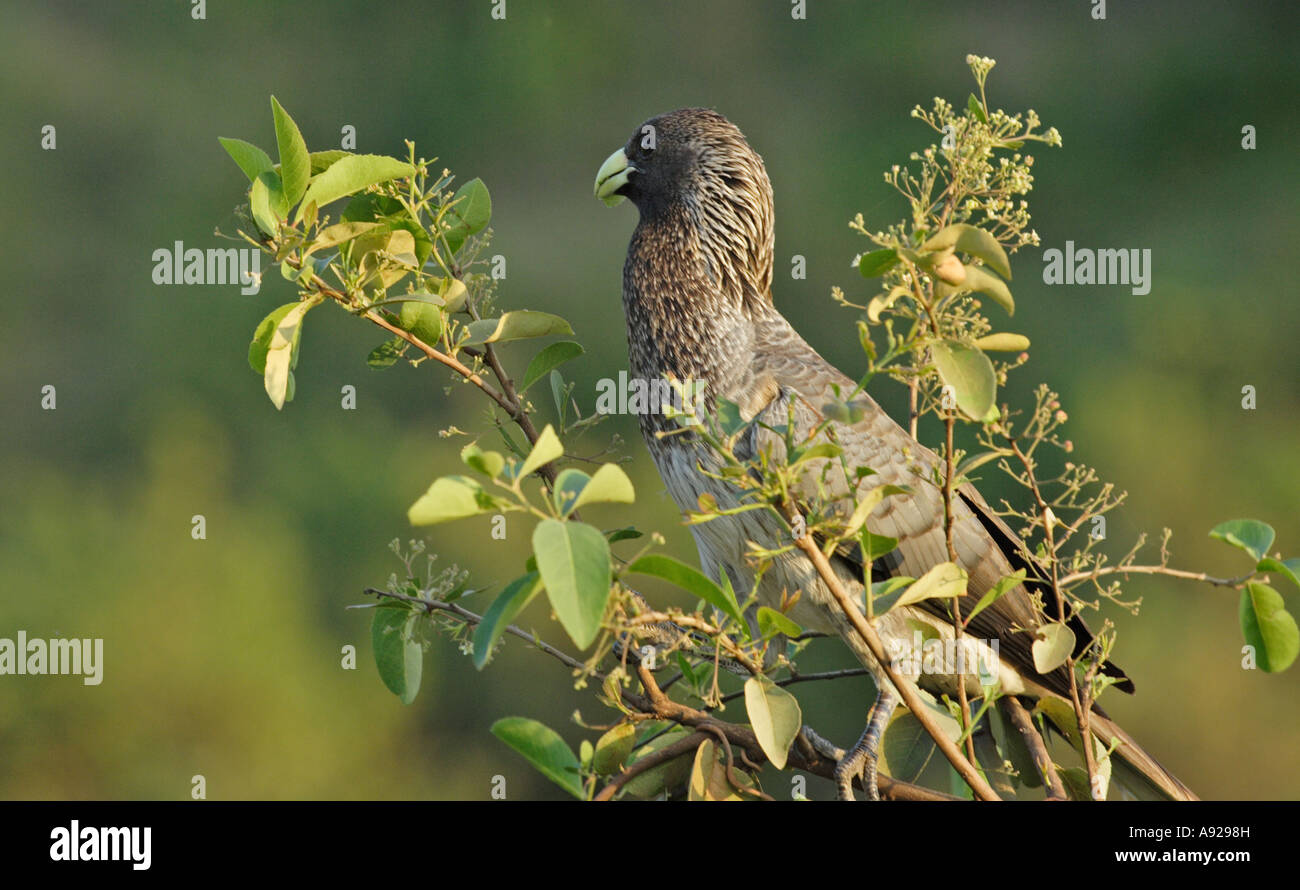 Eastern Grey Plantain Eater photographed in Ethiopia in early evening ...
