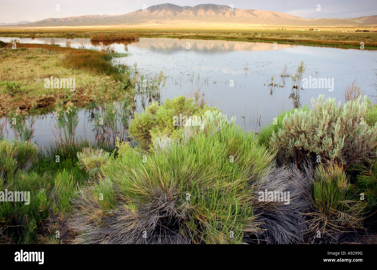 Clover Springs Wildlife Refuge, Utah Stock Photo - Alamy