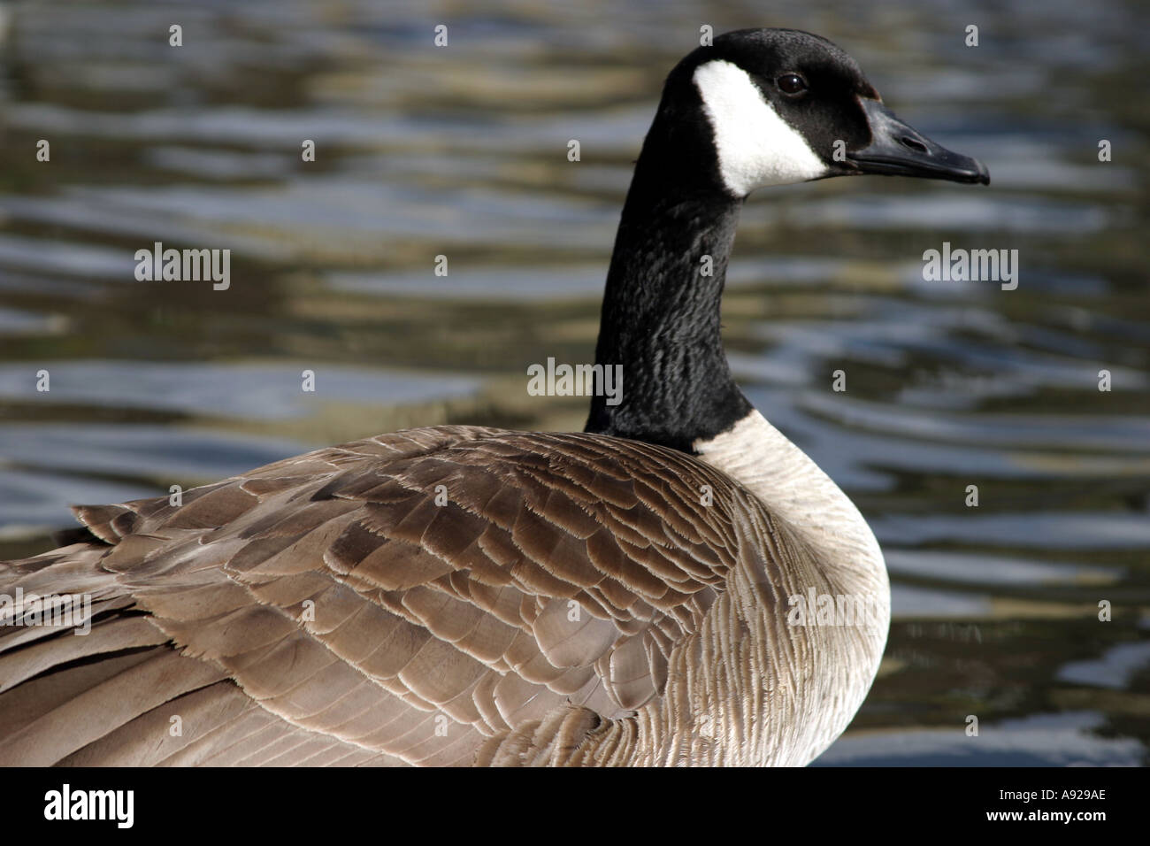 Duck next to a stream Stock Photo - Alamy
