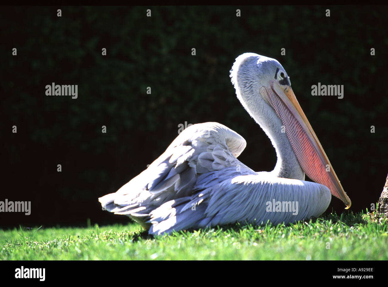 Pelican resting in the sunshine Stock Photo - Alamy