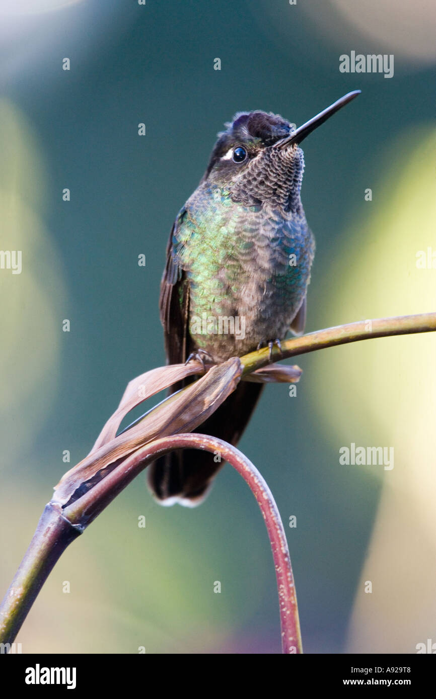A female Magnificent Hummingbird in Savegre Cloud Forest, Costa Rica ...