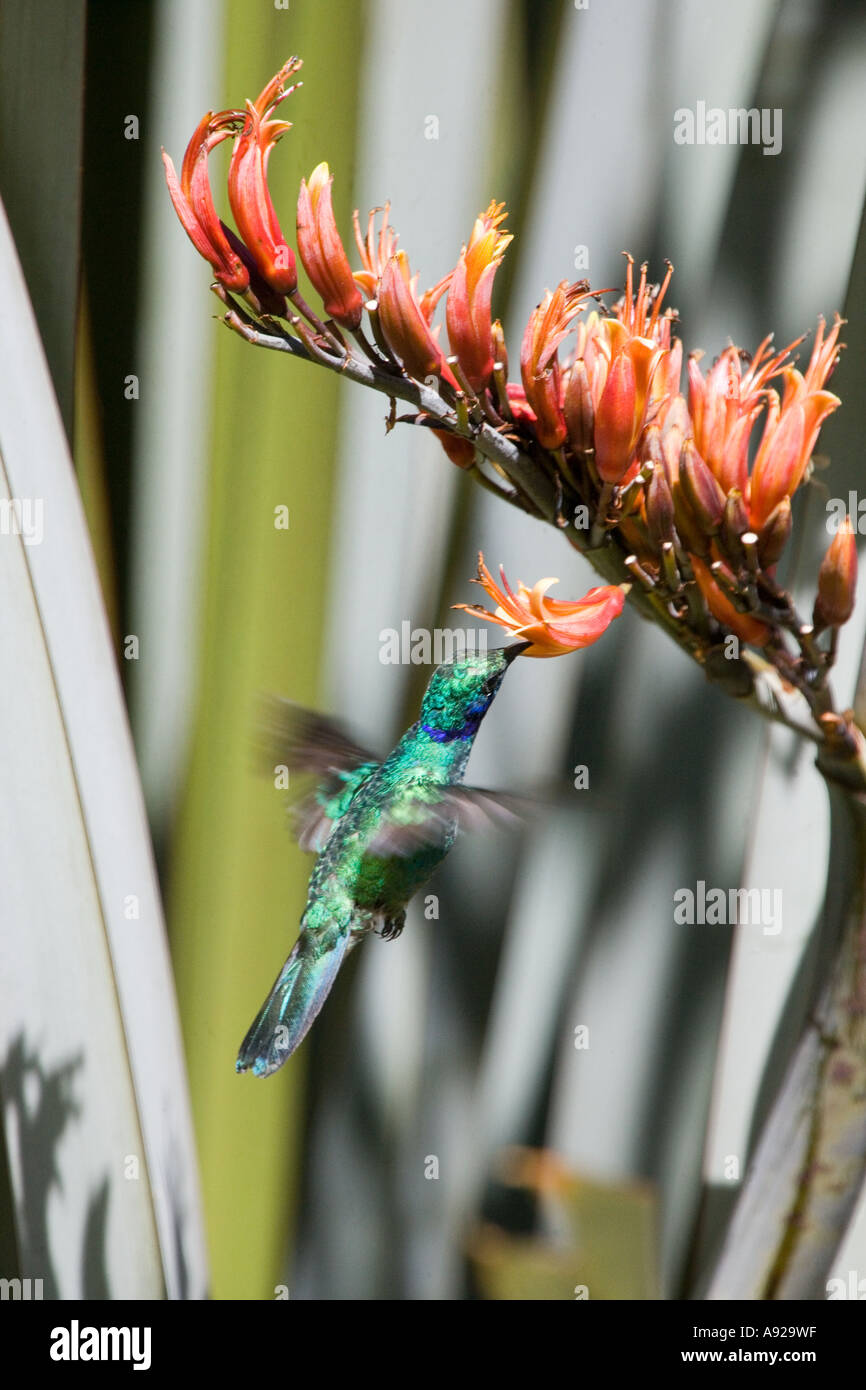 A Green Violetear hummingbird in cloud forest at Savegre, Cerro de la ...