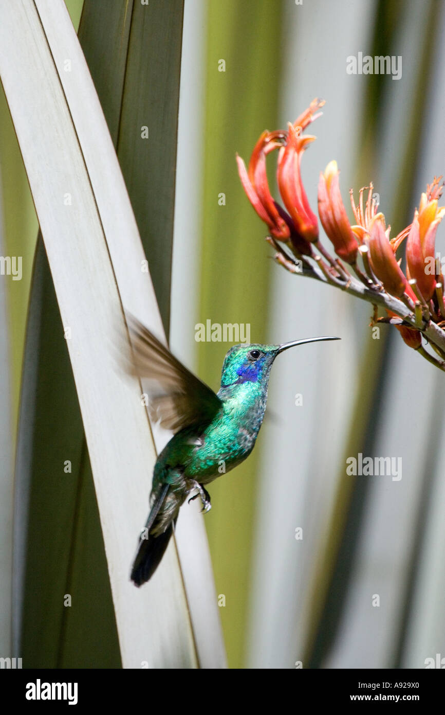 A Green Violetear hummingbird in cloud forest at Savegre, Cerro de la ...