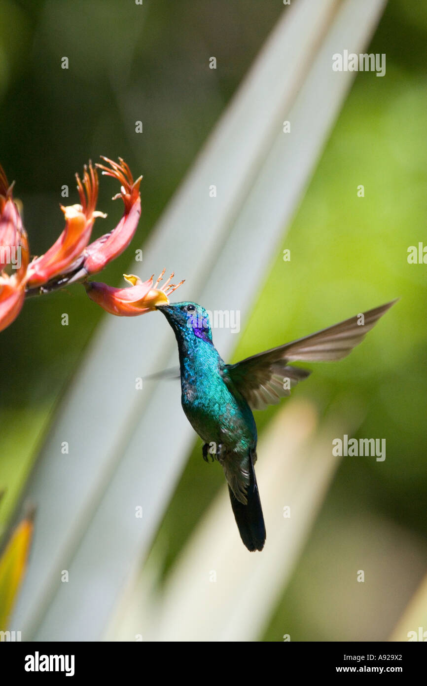 A Green Violetear hummingbird in cloud forest at Savegre, Cerro de la ...