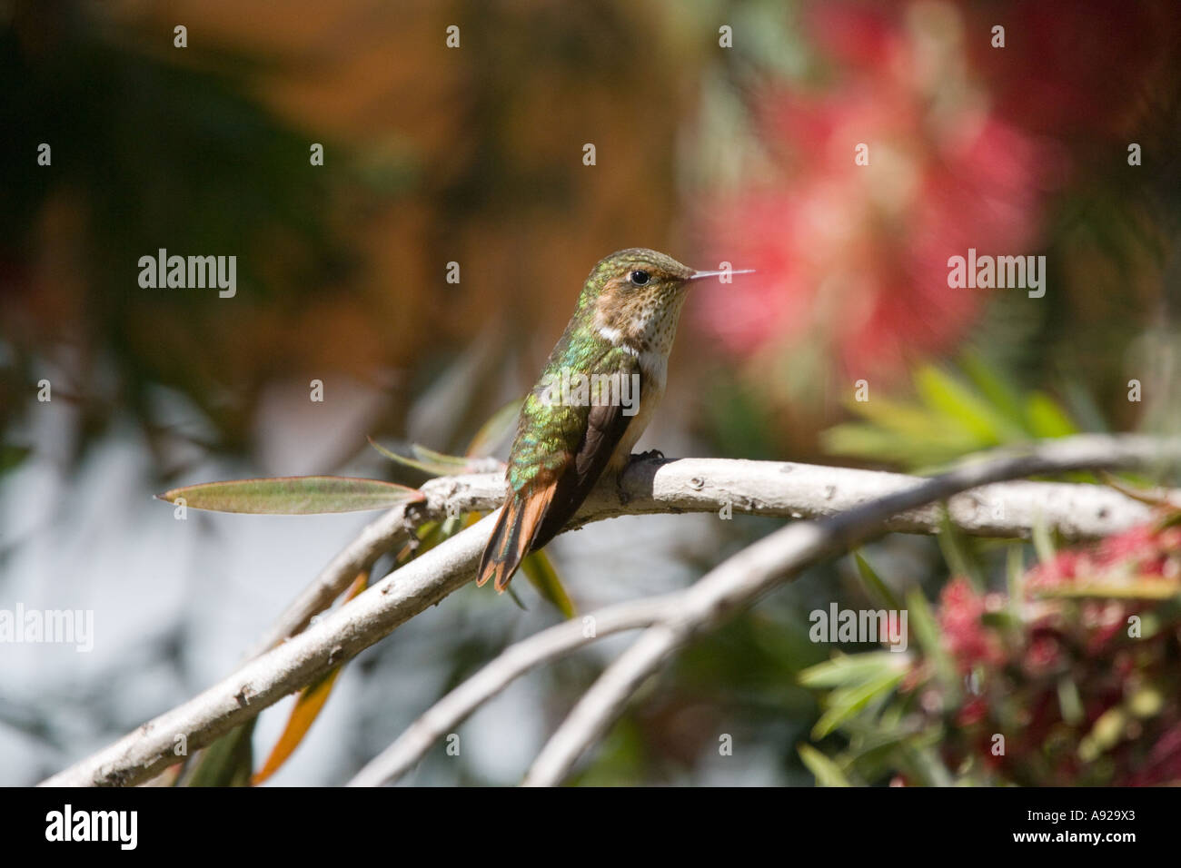 A Female Volcano Hummingbird in cloud forest at Savegre, Cerro de la ...