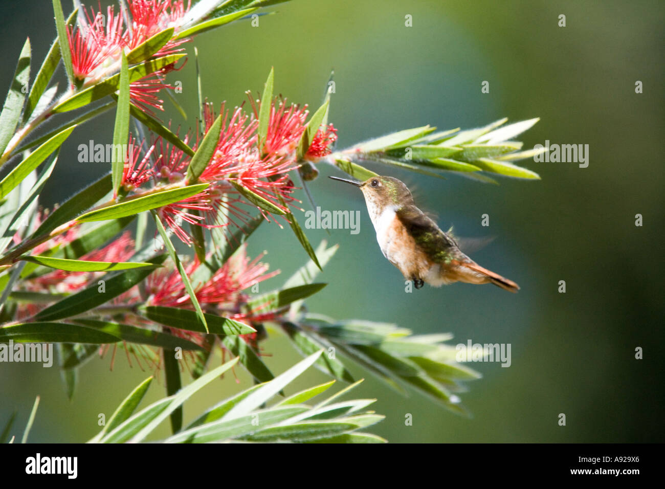 A Female Volcano Hummingbird in cloud forest at Savegre, Cerro de la ...