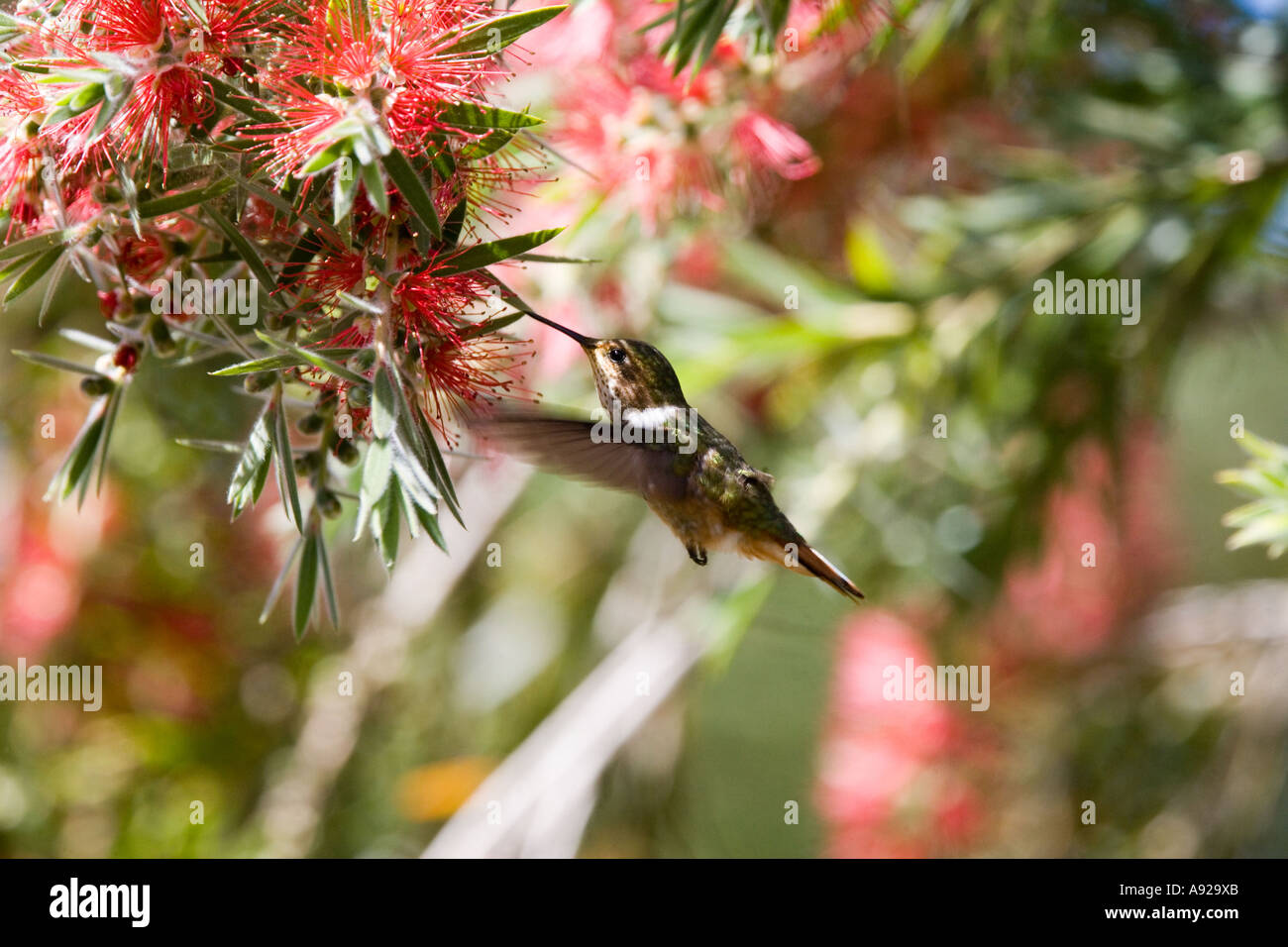 A Female Volcano Hummingbird in cloud forest at Savegre, Cerro de la ...