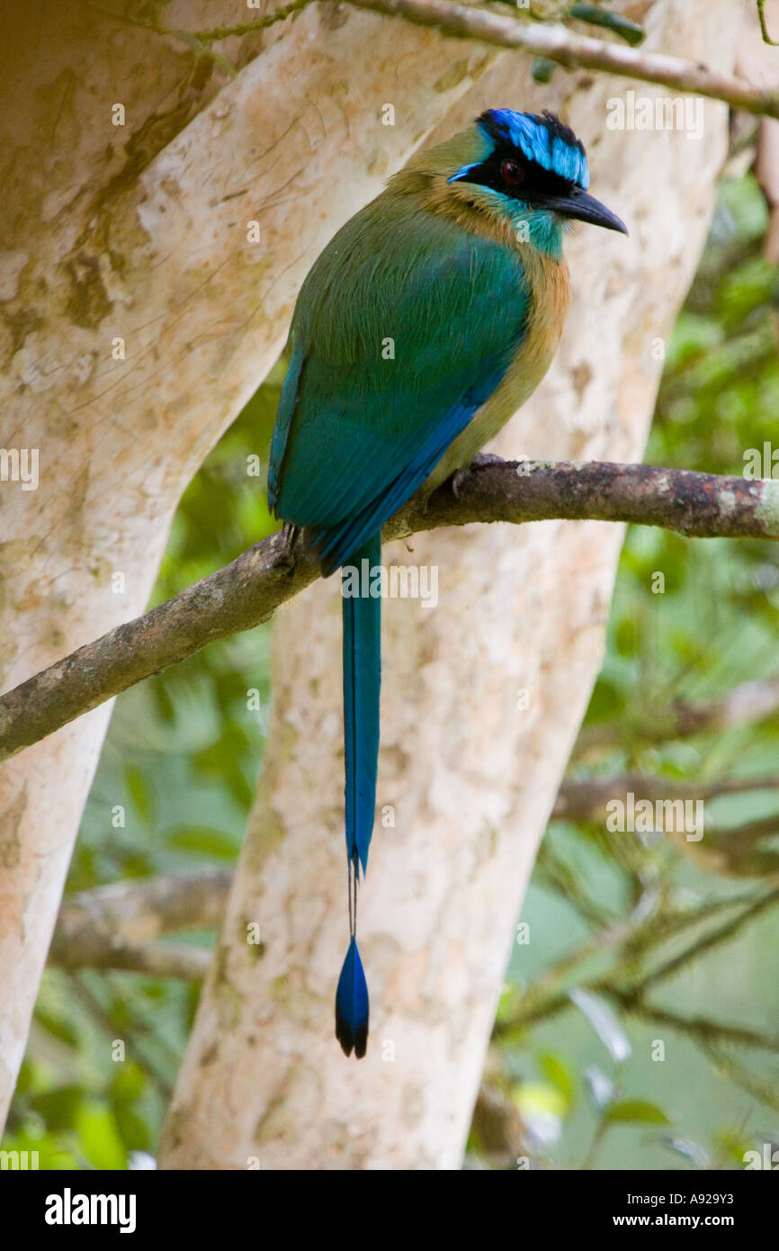 A Blue crowned Motmot in Monteverde Cloud Forest, Costa Rica. (Male and ...