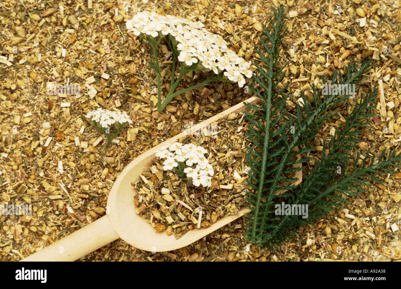 Achillea millefolium, known commonly as yarrow or common yarrow ...