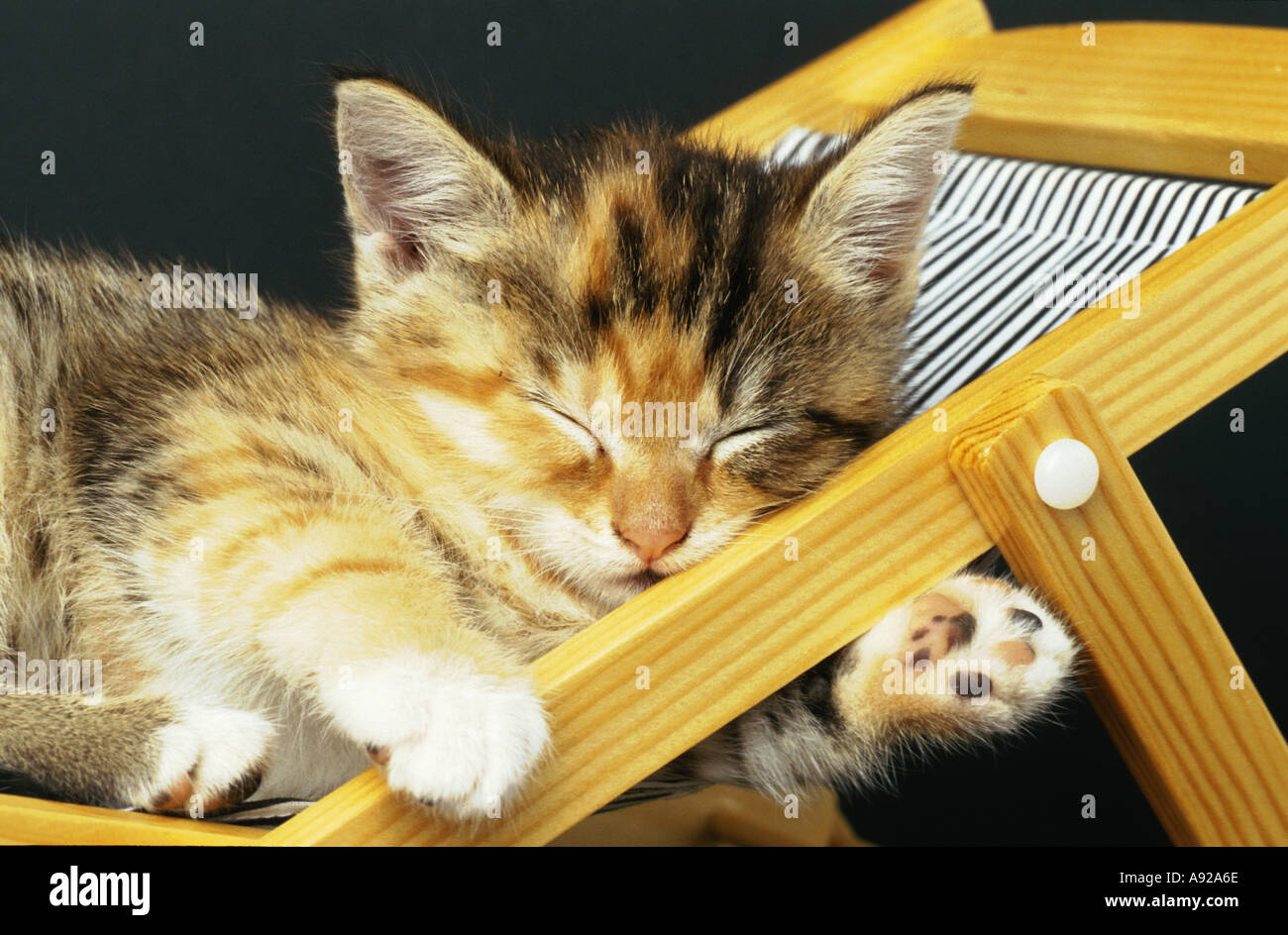 Kittens in chair hi-res stock photography and images - Alamy