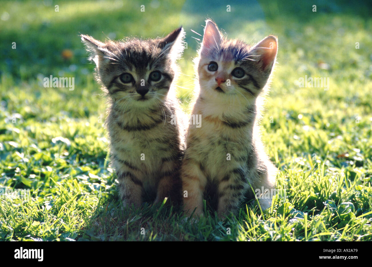 Two little kittens hi-res stock photography and images - Alamy