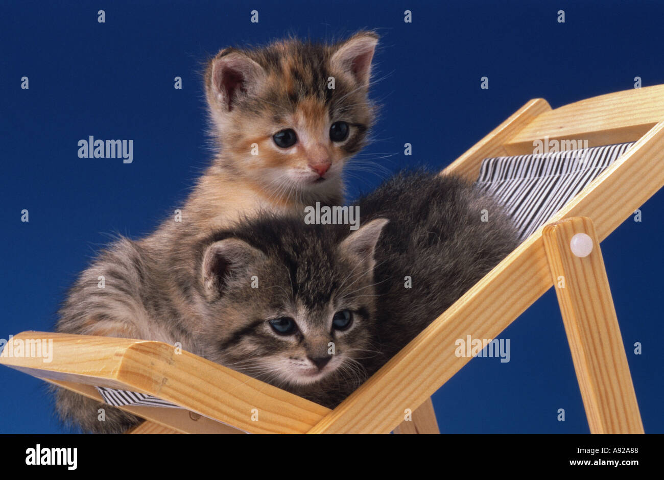 cat sitting in a small desk chair Stock Photo - Alamy