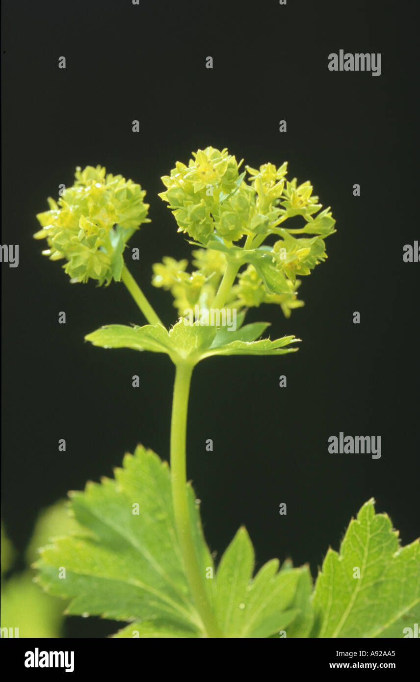 Medicinal plant Lady Mantle Lady s Frauenmantel Alchemilla vulgaris ...
