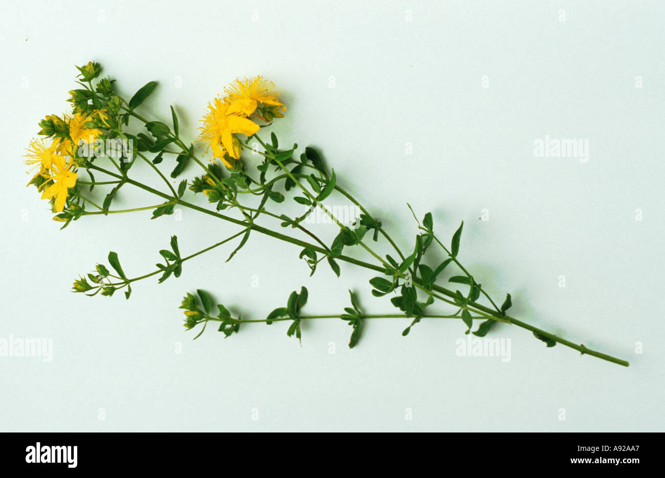 St John's wort, Hypericum perforatum, also known as Tipton's weed ...