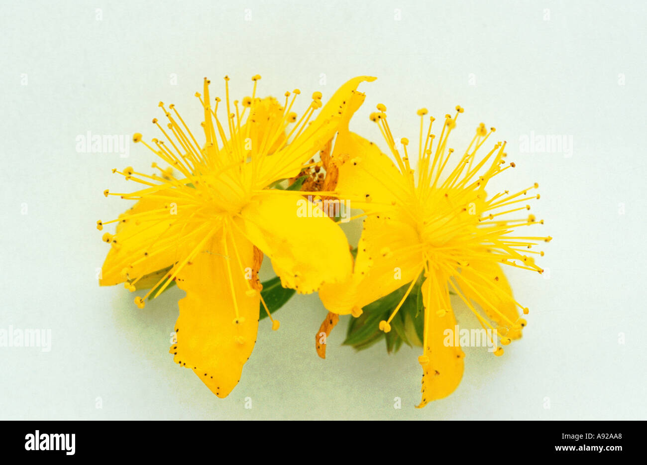 St John's wort, Hypericum perforatum, also known as Tipton's weed ...
