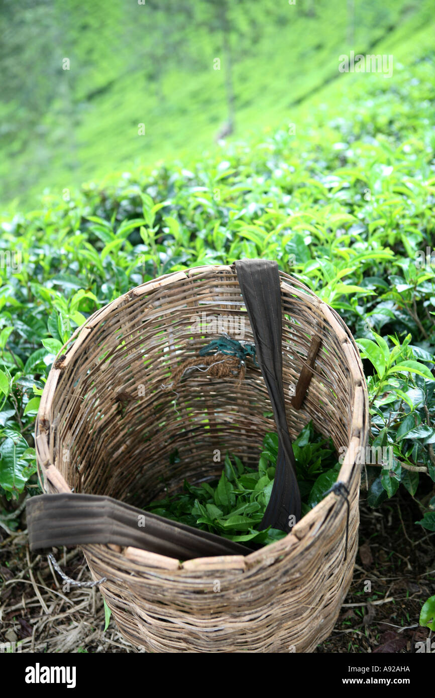 Traditional basket with a headstrap used by the women tea pickers in ...