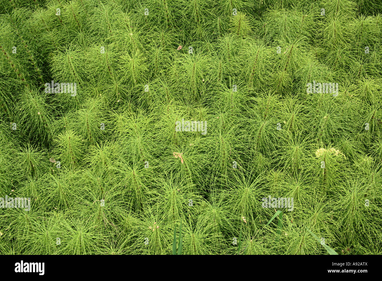 Horse tails hi-res stock photography and images - Alamy