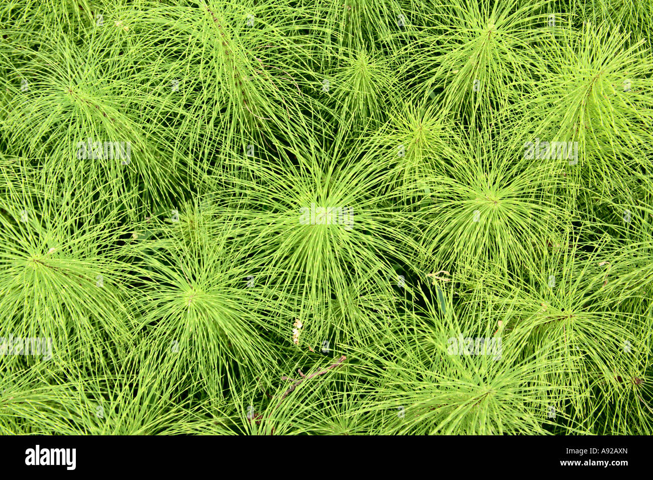 Horse tails hi-res stock photography and images - Alamy