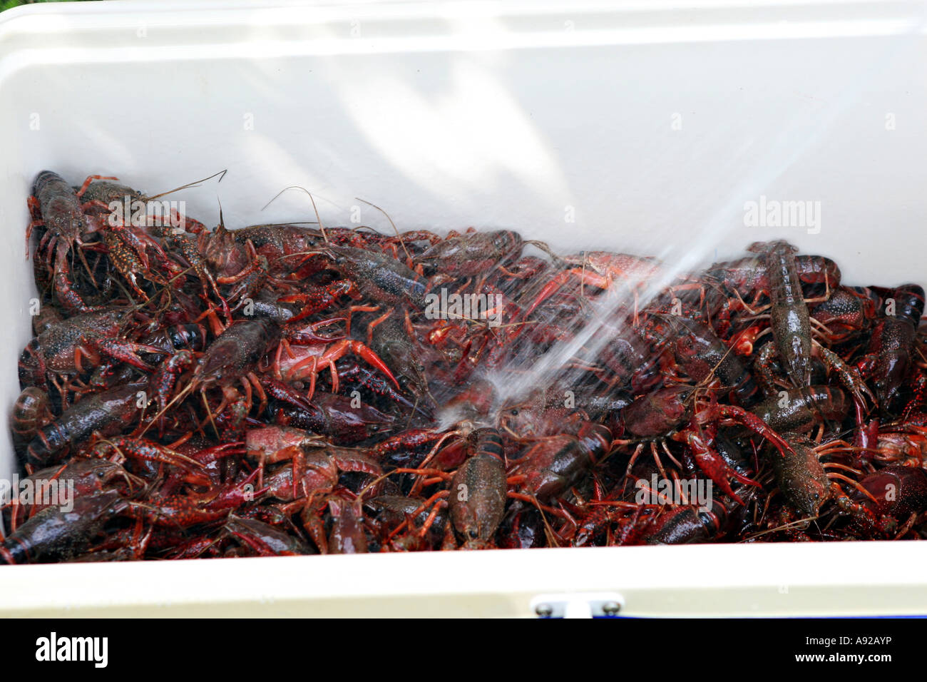 A cooler of crawfish being rinsed for boiling Stock Photo - Alamy