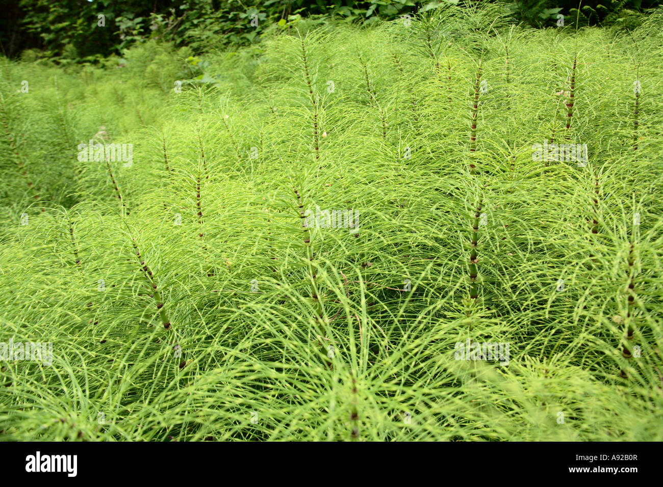 Horsetails hi-res stock photography and images - Alamy