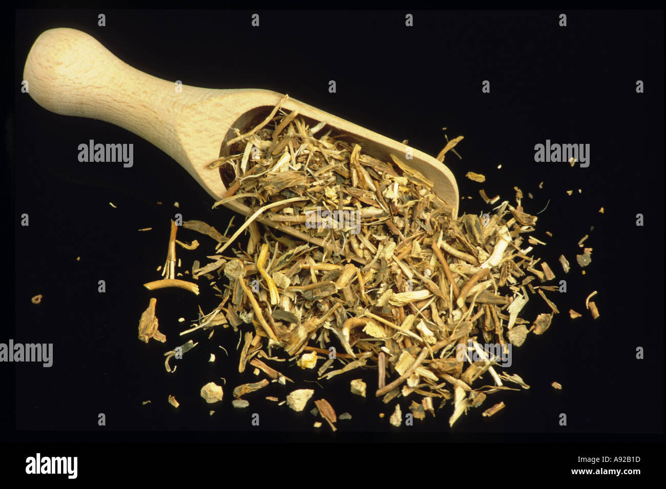 Medicinal plant Sarsaparille Sarsaparilla Smilax utilis roots Stock ...
