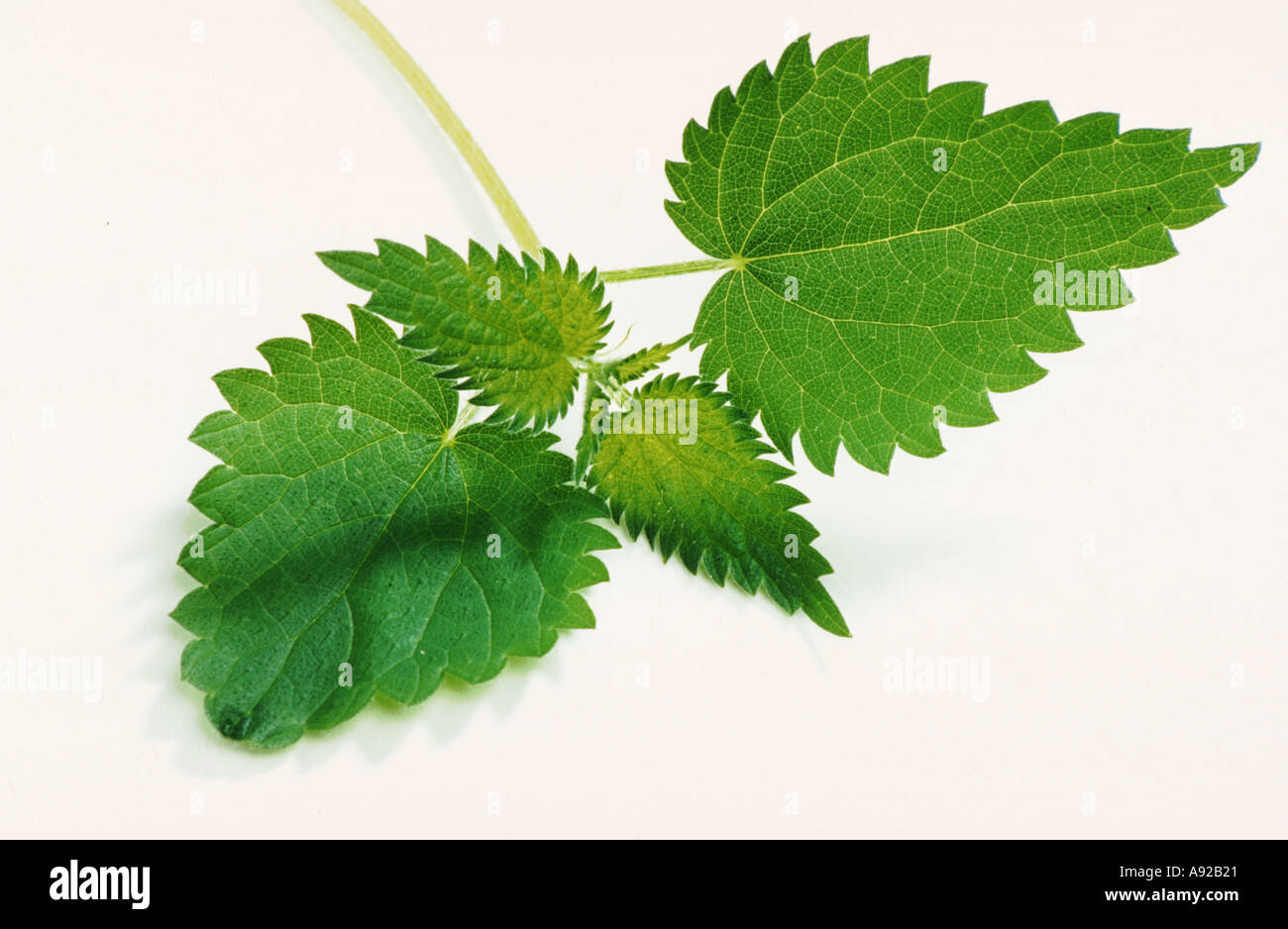Medicinal plant Stinging nettle urtica dioica leaves brennessel Stock ...