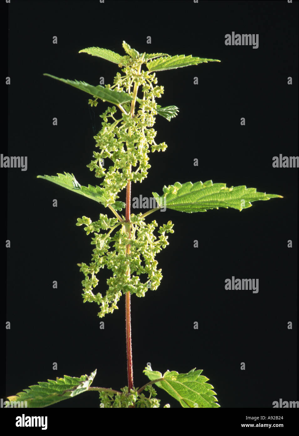 Medicinal plant Stinging nettle urtica dioica leaves brennessel Stock ...