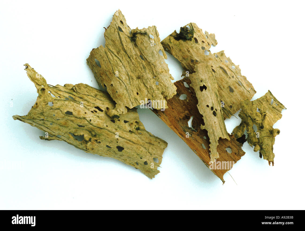 Medicinal plant bork of Barberry Berberis vulgaris Berberitze bark ...