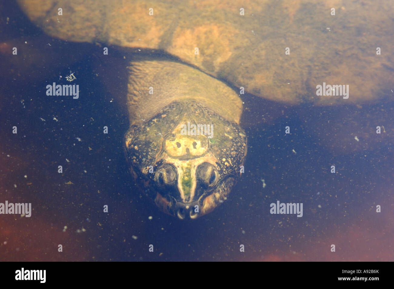 Giant Amazonian River Turtle Podocnemis expansa Amazonia Brazil Stock ...