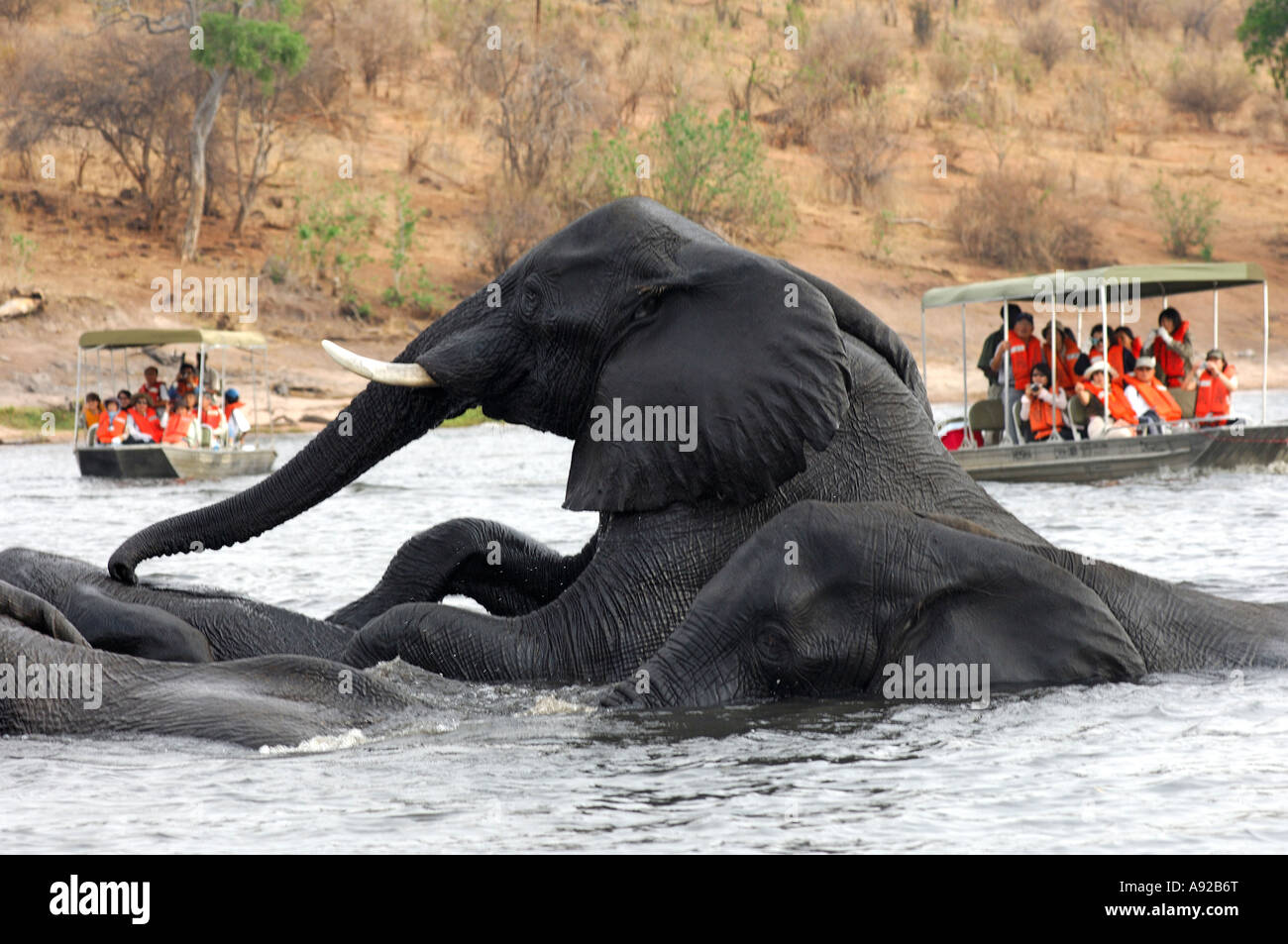 Mating African Elephants Loxodonta africana in the Chobe River ...