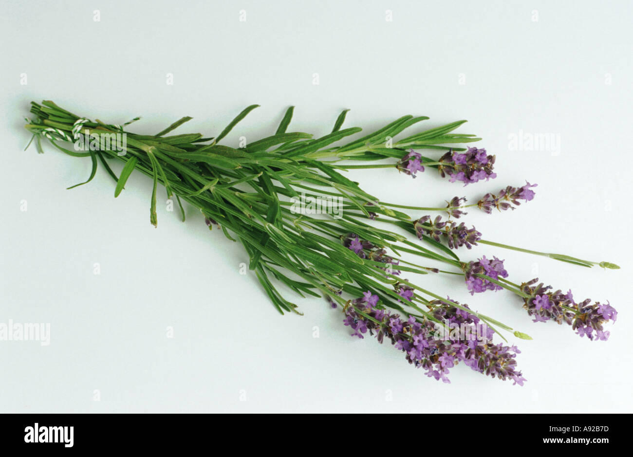 Medicinal plant Lavender Lavendel Lavendula angustifolia officinalis ...
