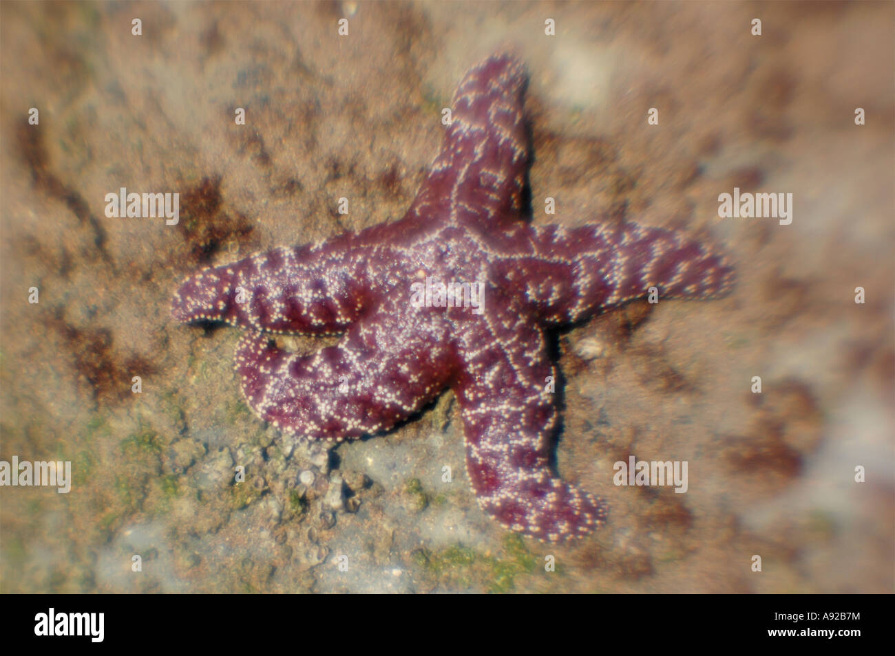 A starfish in tide pools Stock Photo - Alamy