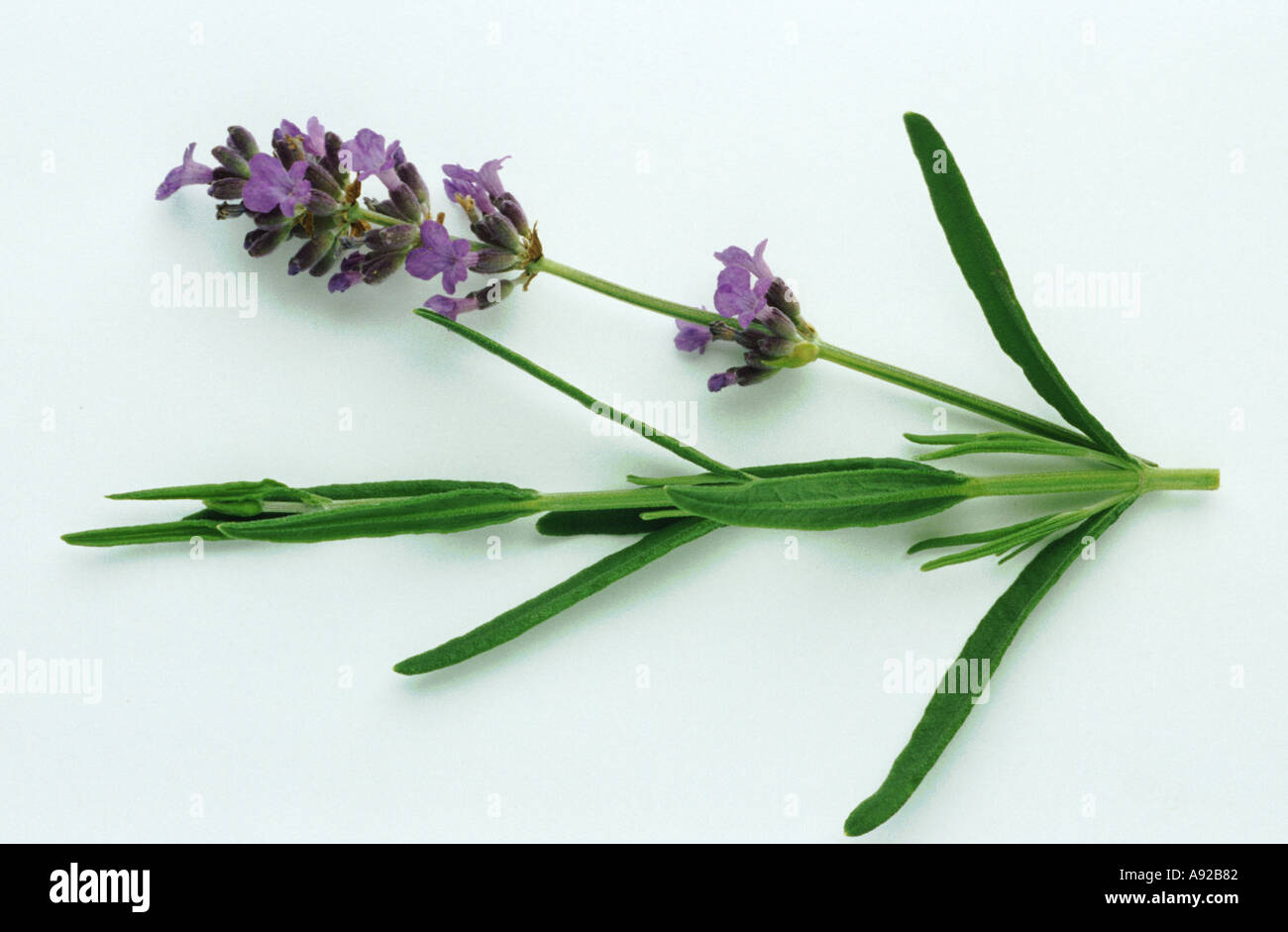 Medicinal plant Lavender Lavendel Lavendula angustifolia officinalis ...