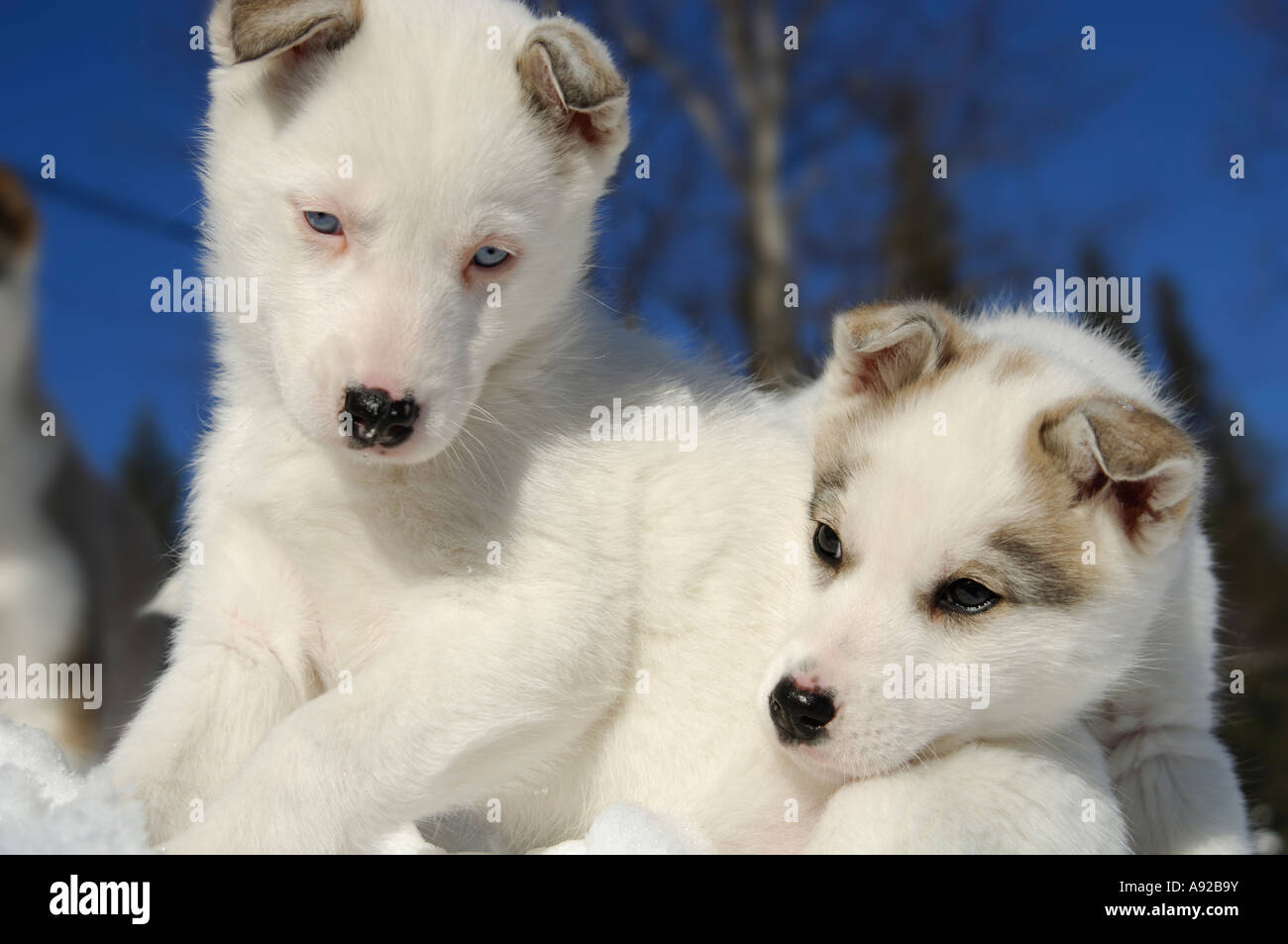 Two playing Husky pups Stock Photo - Alamy