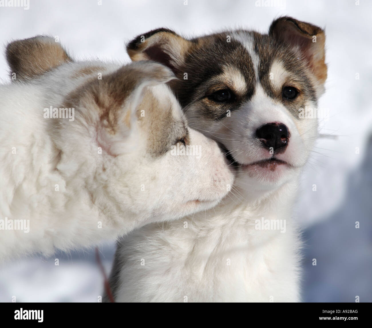 Playing Husky pups Stock Photo - Alamy