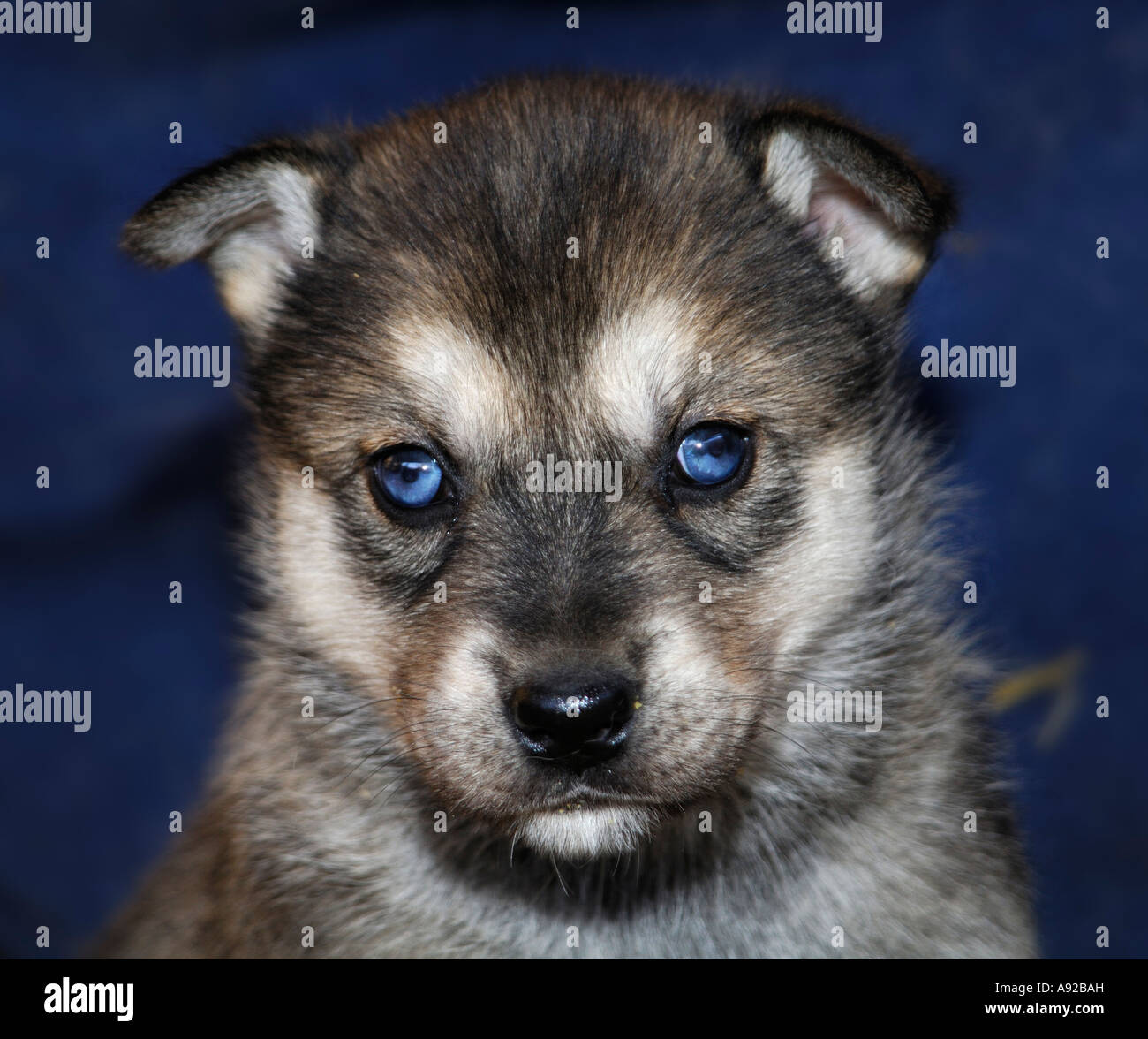 Blue eyed puppies hi-res stock photography and images - Alamy