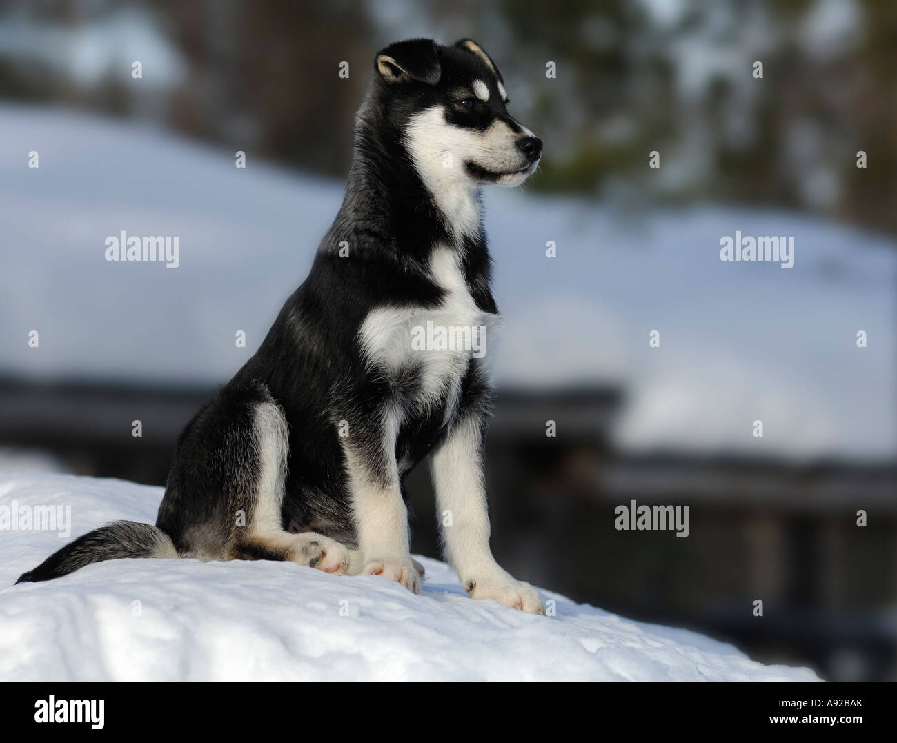 Husky puppy hi-res stock photography and images - Alamy