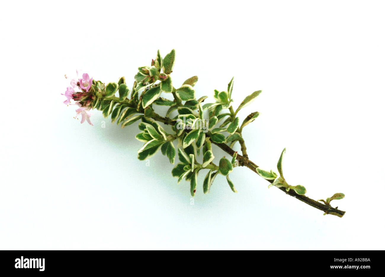 Herb Spice Medicinal plant Thyme Thymus vulgaris pulegioides Thymian ...